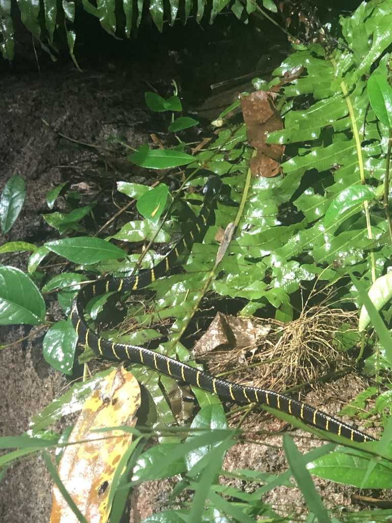 Western Mangrove Cat Snake from Singapore Zoo, Singapore, SG, SG on ...