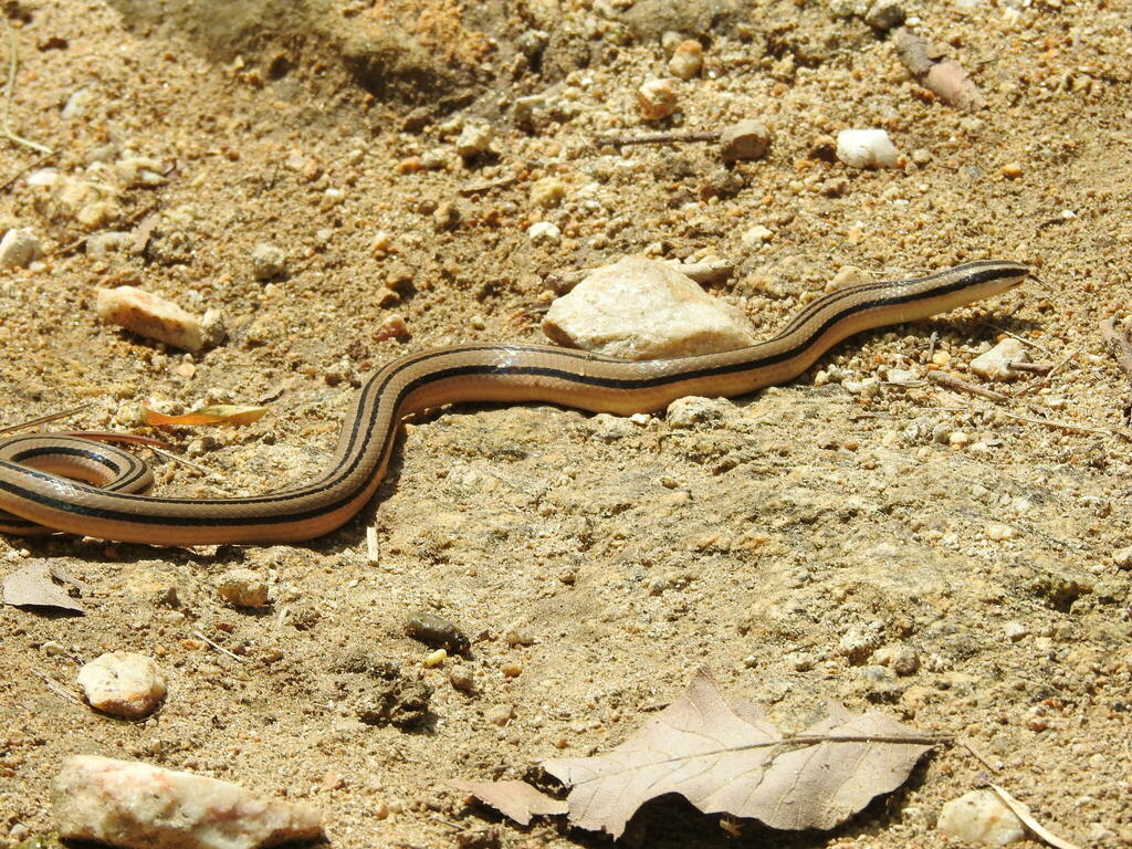 Culebra guardacaminos rayada desde 40986 Ocotillo, Gro., México el 19 ...
