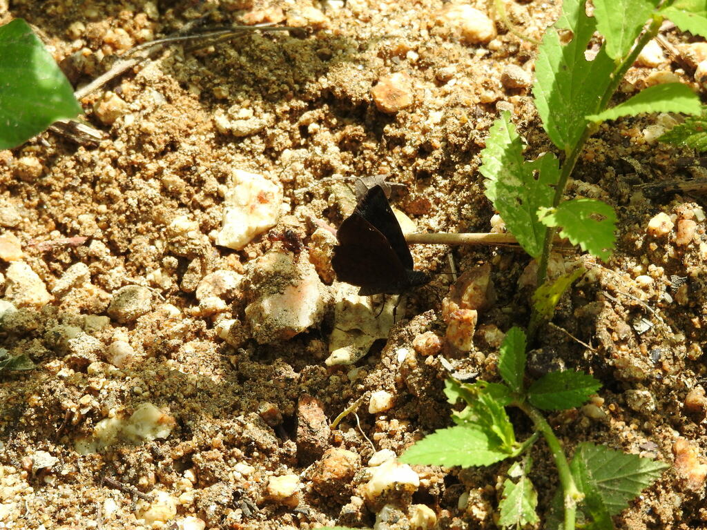 Common Spurwing from 40986 Ocotillo, Gro., México on August 19, 2024 at ...