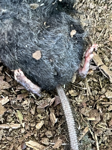 iNaturalist Tracking Database – NatureTracking