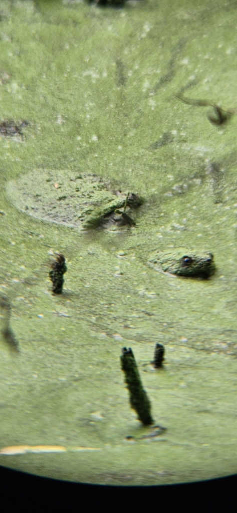 Common Snapping Turtle from 2MWF+4G, Anderson Township, OH 45255, USA ...