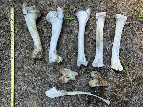 iNaturalist Tracking Database – NatureTracking