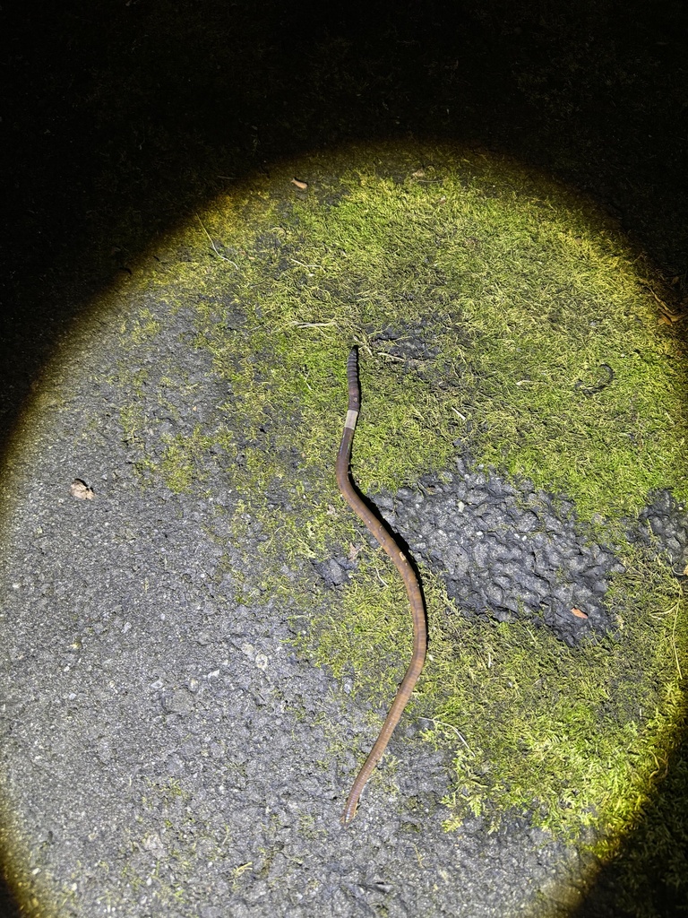 Snake Earthworms from St Michaels Ln, Annandale, VA, US on August 19 ...