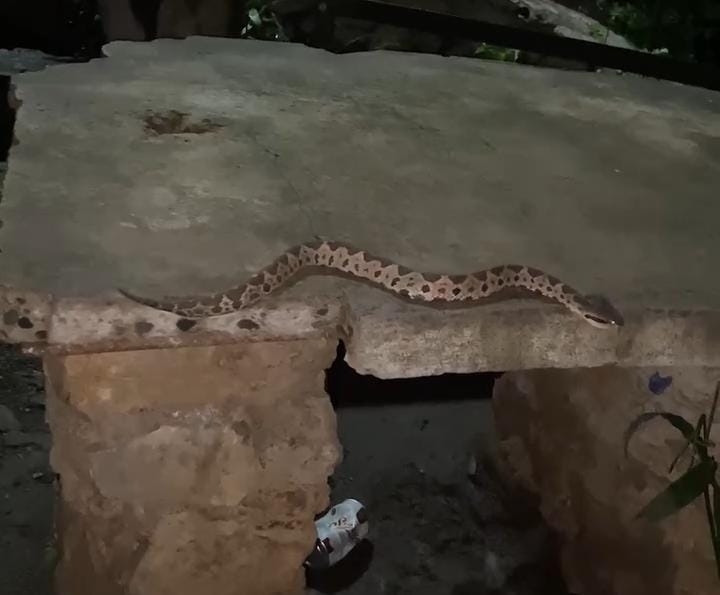 Mexican Jumping Pit Viper from RVWM+9G, Alvaro Obregon, 94350 Orizaba, Ver., México on August 19 ...