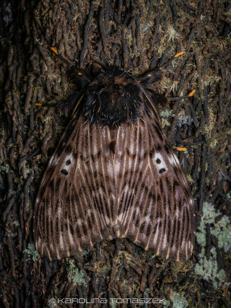 Lymantria barica in July 2024 by Artur Tomaszek · iNaturalist