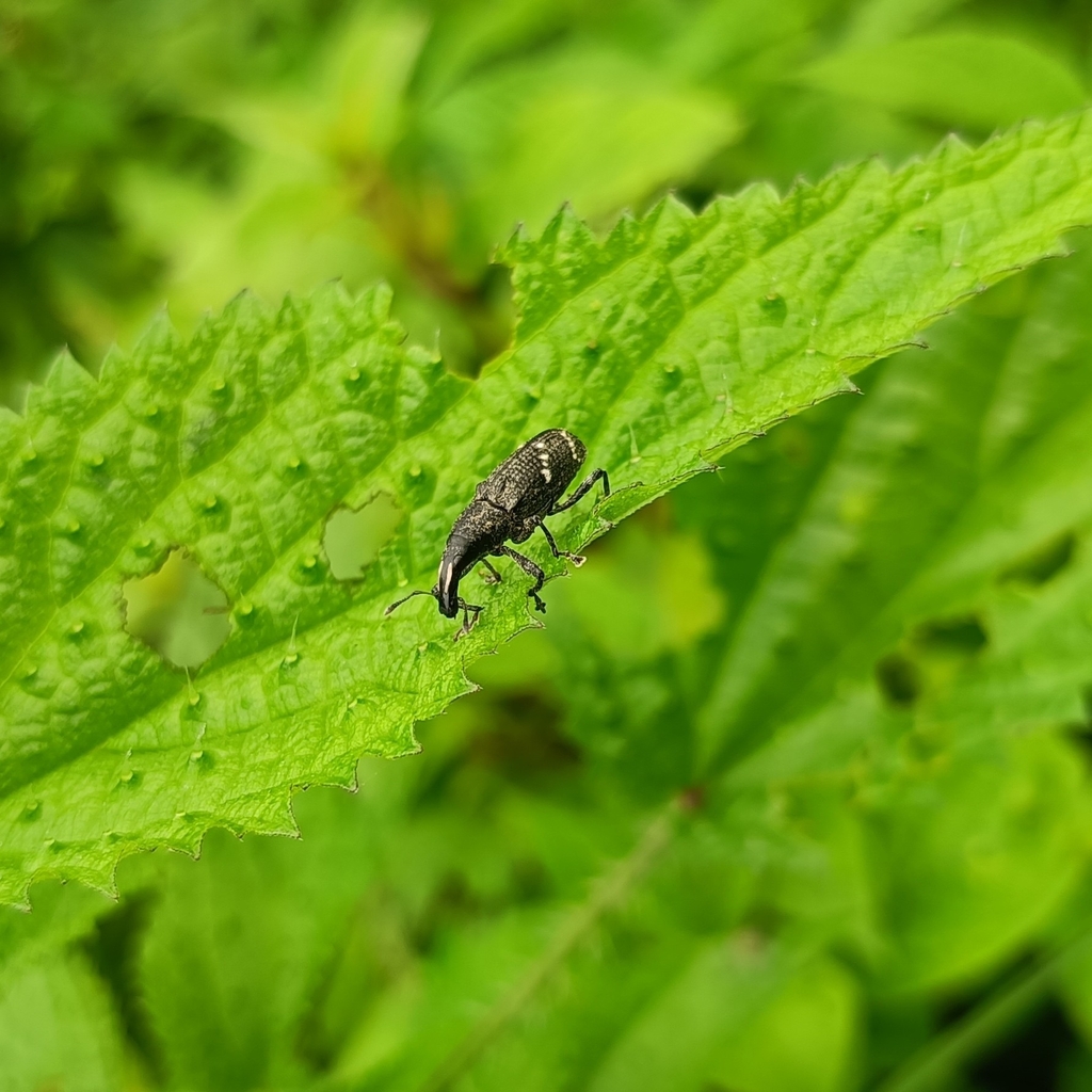 Peribleptus scalptus from चौना, Munsyari, Uttarakhand 262554, India on ...