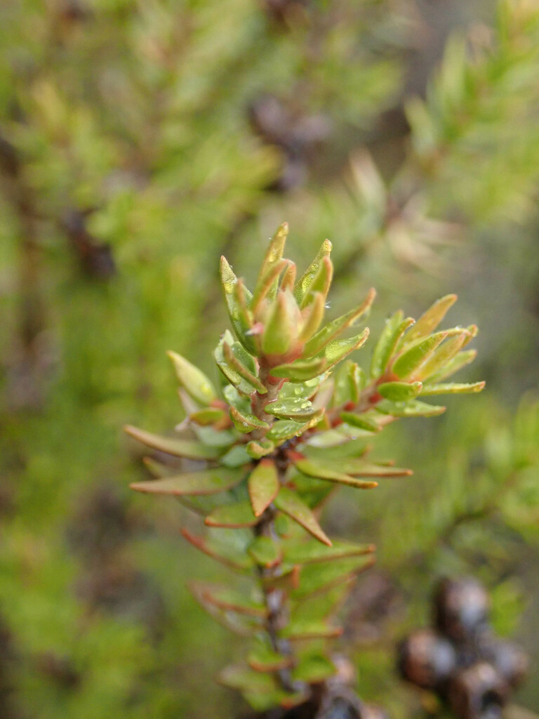swamp honey-myrtle from Cradle Mountain TAS 7306, Australia on July 25 ...