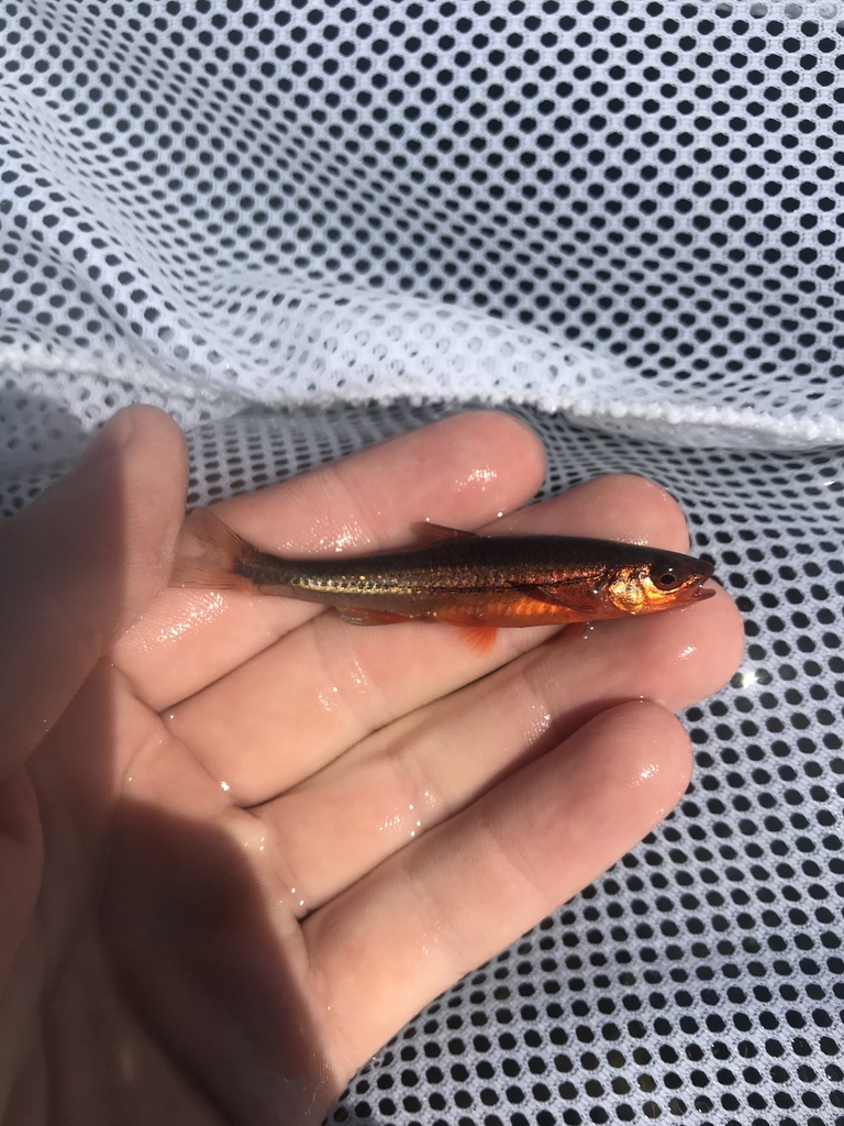 Tennessee Shiner from Cherokee National Forest, Reliance, TN, US on ...