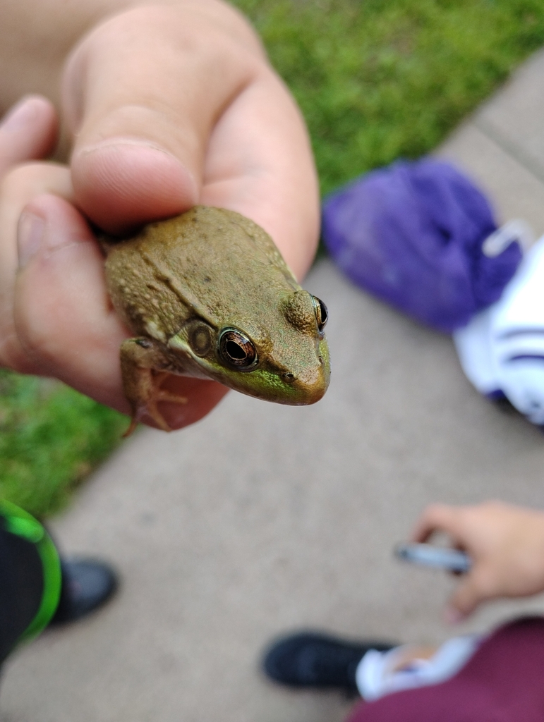 Green Frog from Burnett County, US-WI, US on August 19, 2024 at 03:13 ...