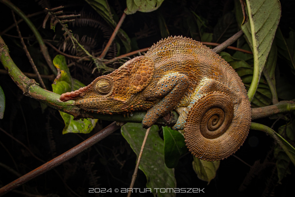 Cryptic Chameleon in July 2024 by Artur Tomaszek · iNaturalist