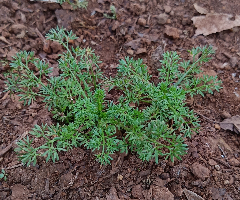 common soliva from Aratiba, RS, 99770-000, Brasil on August 18, 2024 at ...