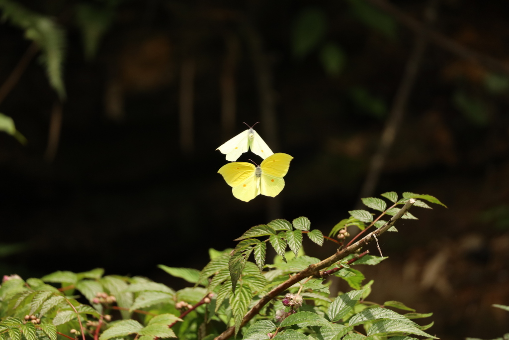 Orange Brimstone in June 2024 by Chiu Yuhang · iNaturalist