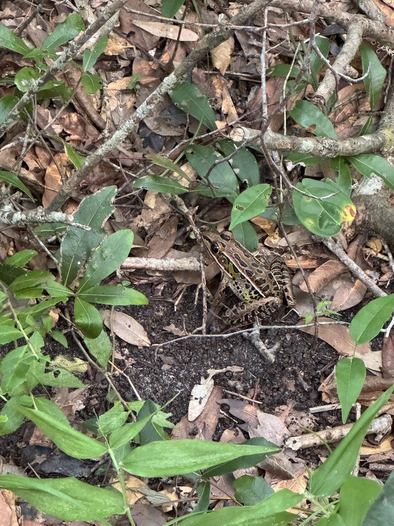 Southern Leopard Frog from Cape Hatteras National Seashore, Buxton, NC ...