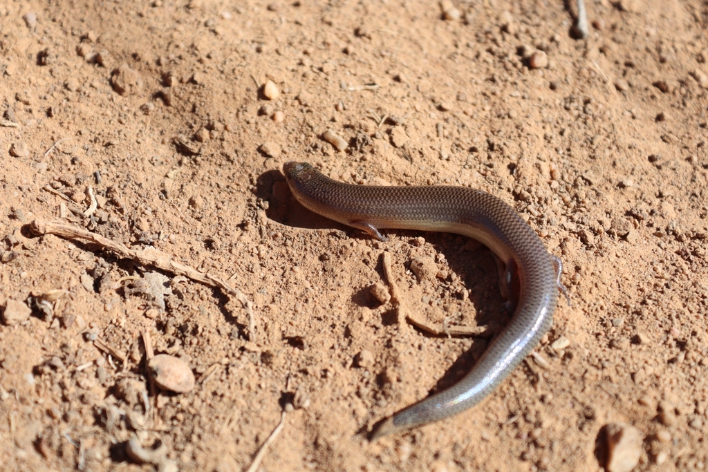 Sundevall's Writhing Skink from Otjozondjupa Region, Namibia on June 3 ...