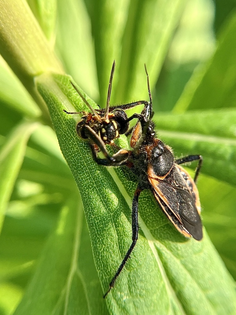 Eastern Bee Assassin from Gonzales on August 20, 2024 at 07:49 AM by ...