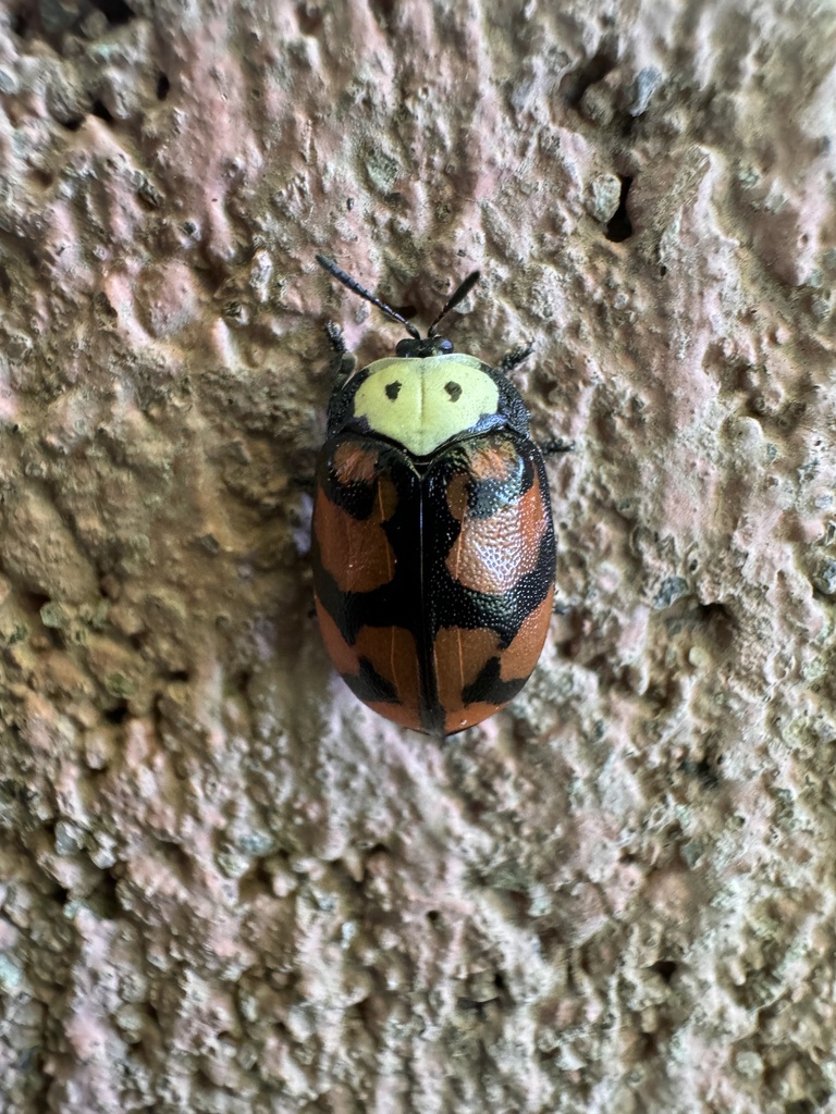 Cucujiform Beetles from San Juan, Malinalco, Edo. Méx., MX on August 20 ...