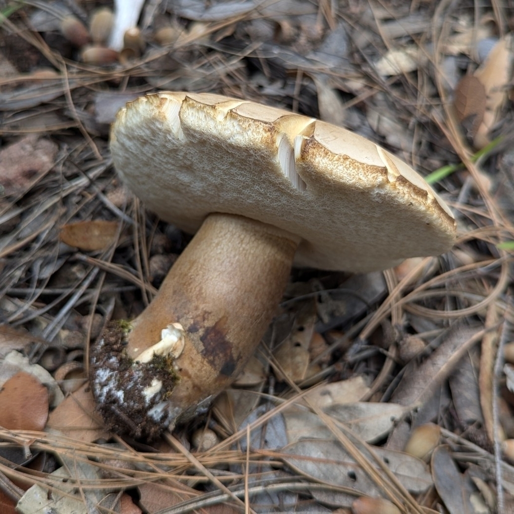 reddish brown bitter bolete in August 2024 by Michelle C. Torres-Grant ...