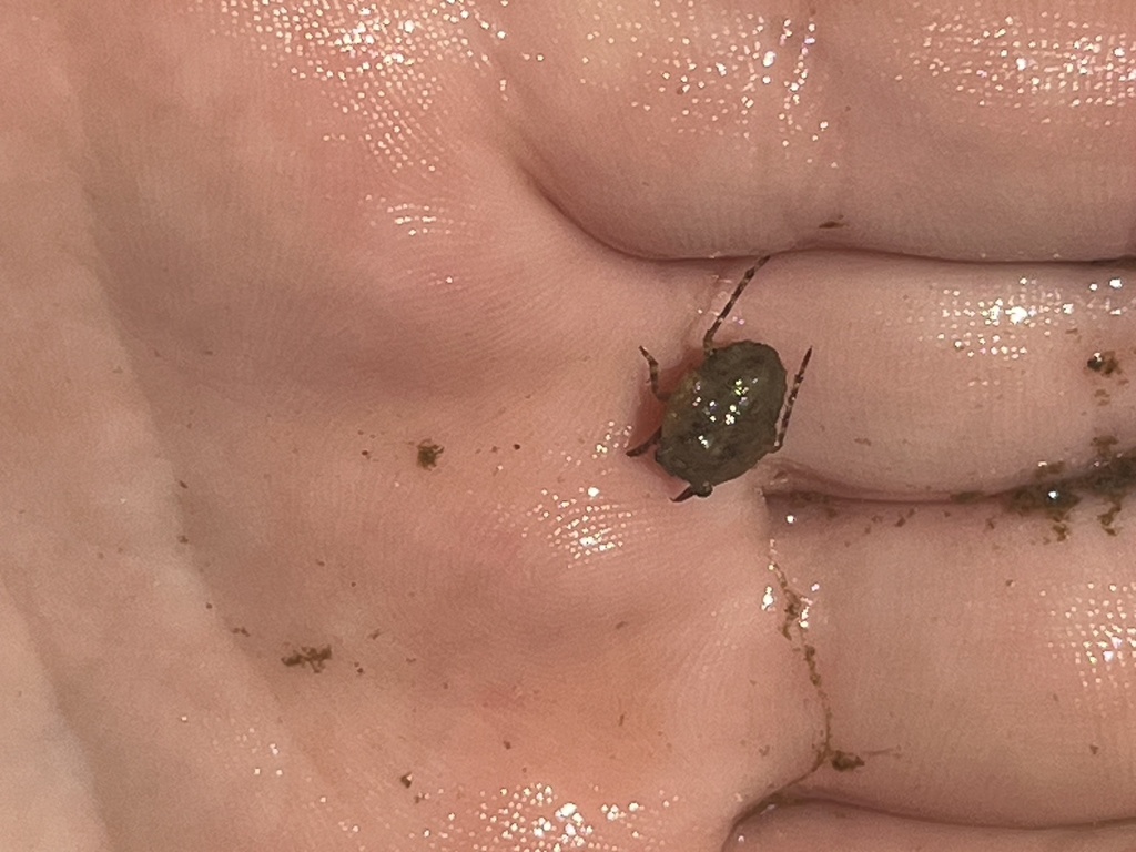 Big-eyed Toad Bug from Cane Creek, Fletcher, NC, US on August 20, 2024 ...