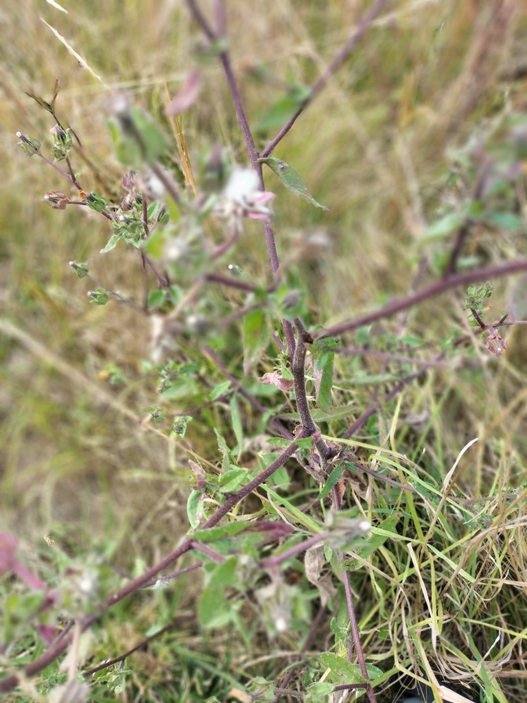 bristly oxtongue from Boxworth, Cambridge CB23, UK on August 20, 2024 at 03:56 PM by Martino ...