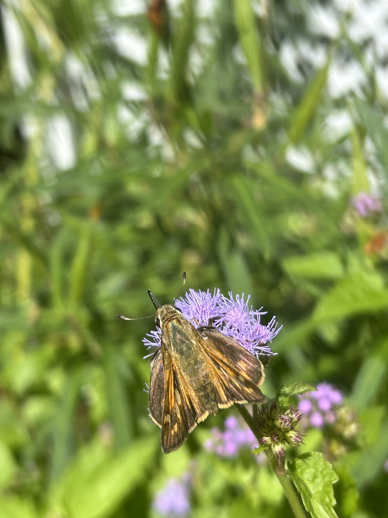 Huron Sachem from Brown Terr, Cranford, NJ, US on August 20, 2024 at 11 ...