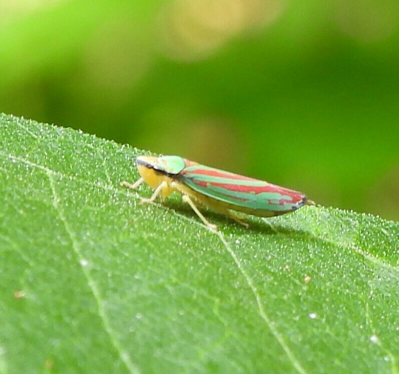 Red-banded Leafhopper from Simcoe County, ON, Canada on August 16, 2024 ...