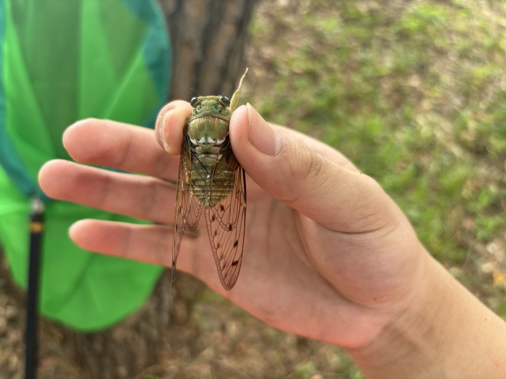 Robust Cicada from Donguri-no-Mori, Fuefuki, Yamanashi, JP on August 19 ...