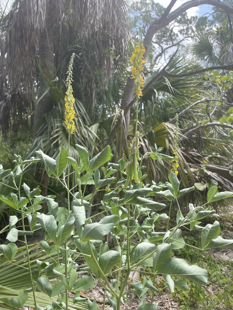 Streaked Rattlepod from Maximo Park, Saint Petersburg, FL, US on August ...