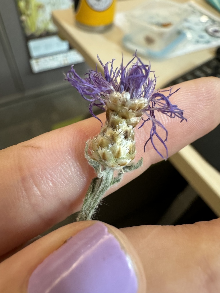 hybrid knapweed from Zigzag Ranger Station, Estacada, OR, US on August ...