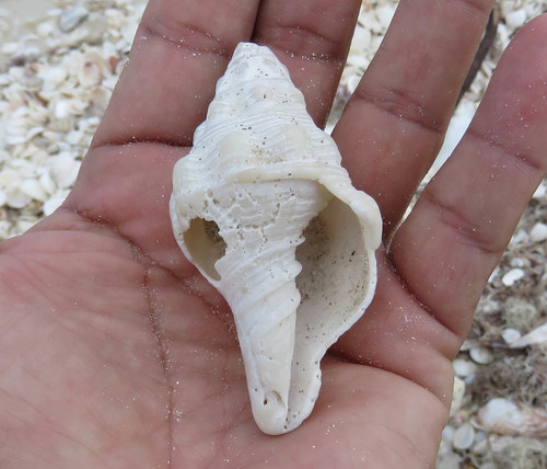 Chank Shells (Genus Turbinella) · iNaturalist United Kingdom