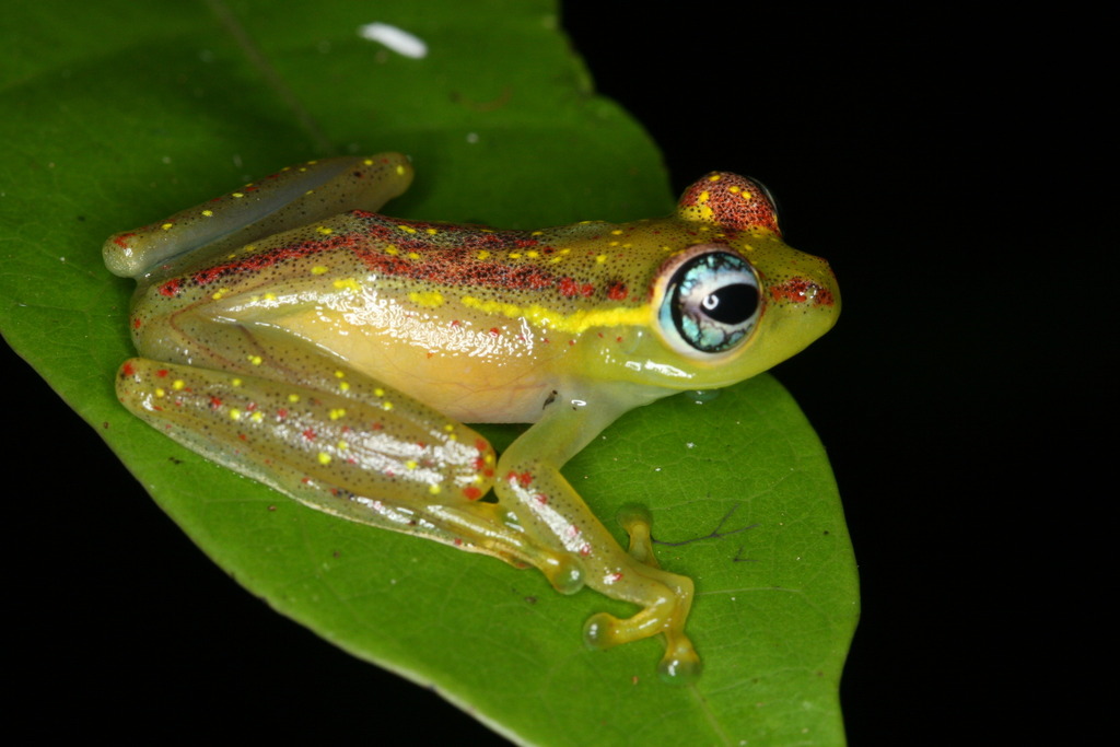 Bott's Bright-eyed Frog from Reserve Naturelle Intégrale de Betampona ...