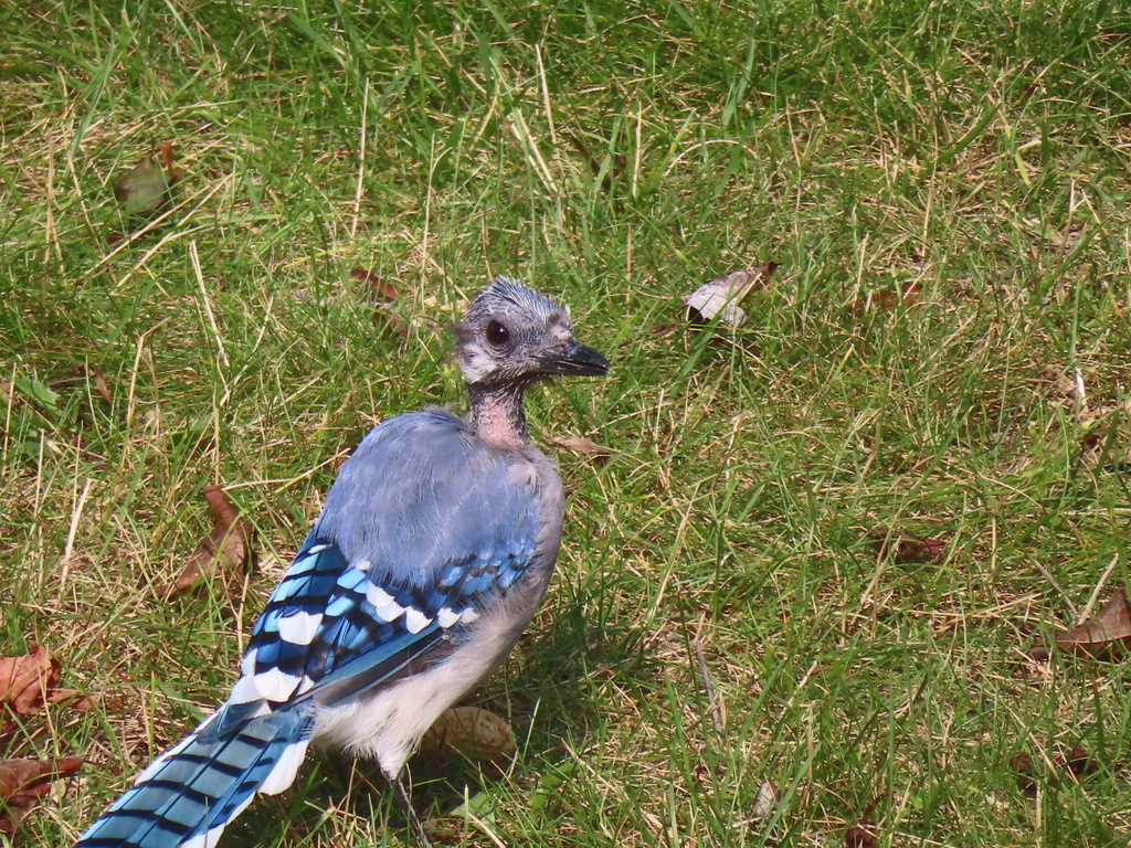 Blue Jay from Green St, Saugeen Shores, ON, CA on August 20, 2024 at 04 ...