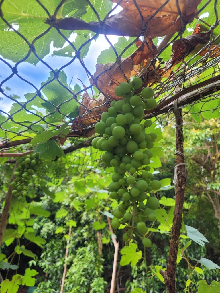 grapevines from Warwick Parish, Bermuda on June 4, 2024 at 09:16 AM by ...