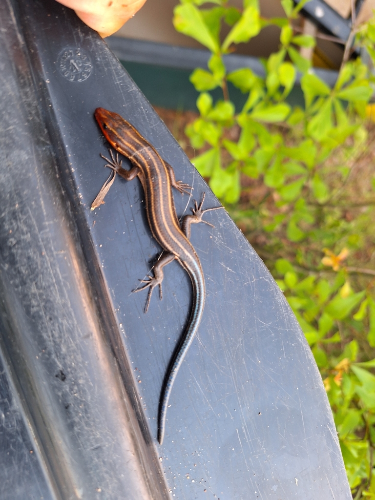 Common Five-lined Skink from E Main St at Roxboro St (WB), Durham, NC ...