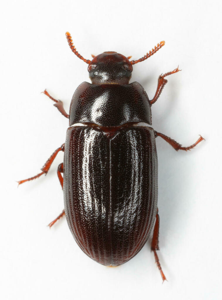 Lesser Mealworm Alphitobius Diaperinus Phil Bendle Collection:Beetle