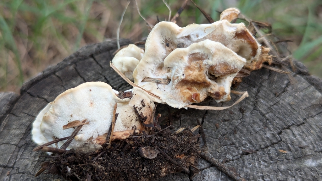 Spongiporus balsameus from San Simon, AZ 85632, USA on August 20, 2024 ...