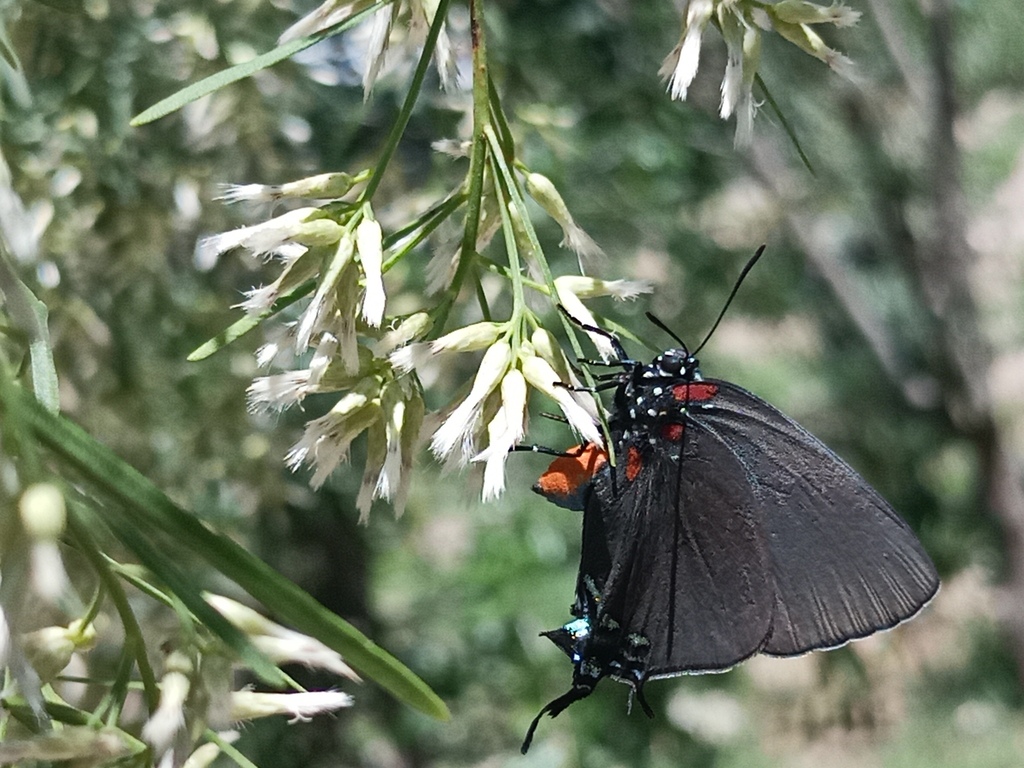 Atlides halesus corcorani from Zona Centro, Saltillo, Coah., México on ...