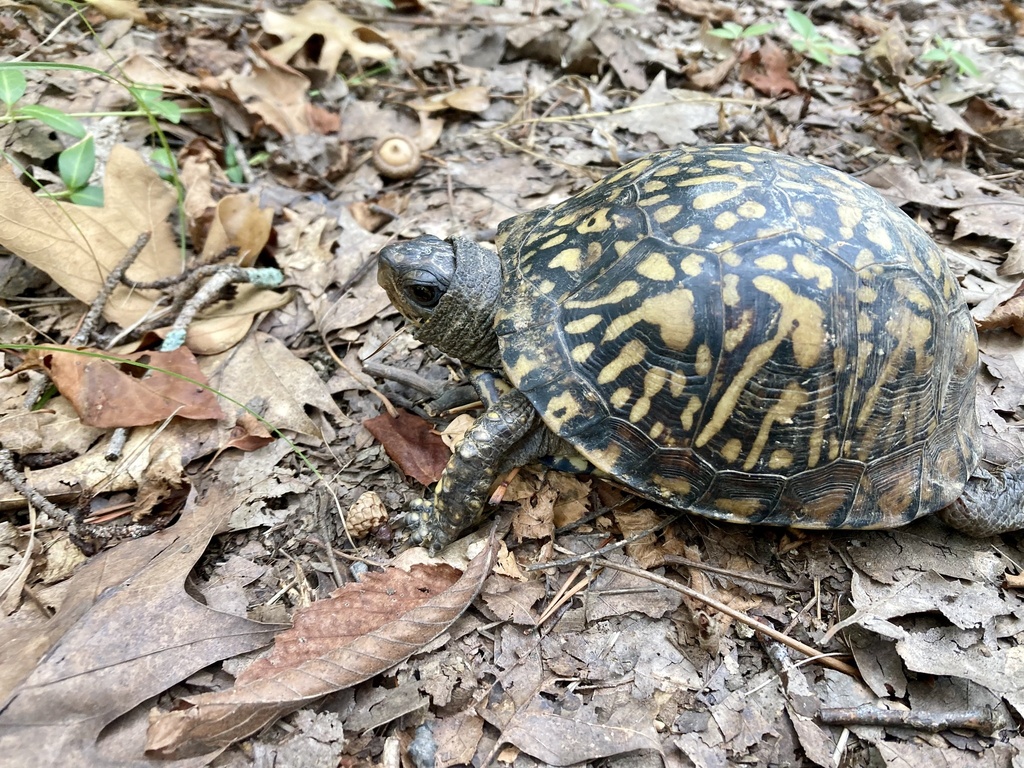 Eastern Box Turtle in August 2024 by Julia Kastner · iNaturalist