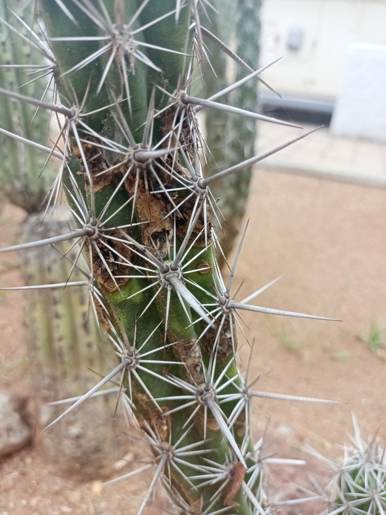 Octopus Cactus on August 20, 2024 at 11:47 AM by CAMILA ISABELLA DURAZO ...