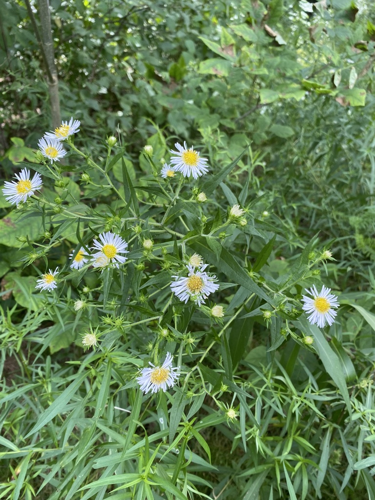 shining aster from Mapleton, ON, CA on August 20, 2024 at 03:10 PM by ...