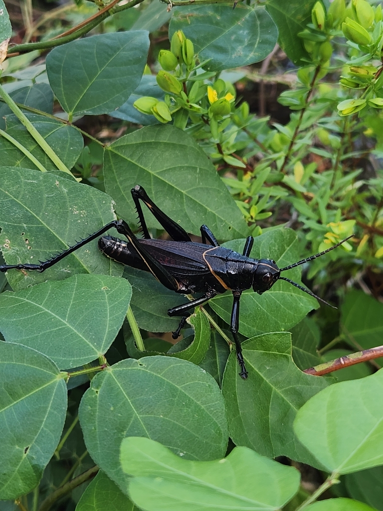 Eastern Lubber Grasshopper from Box-R WMA on August 20, 2024 at 01:48 ...