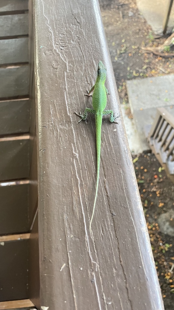 Allison's Anole from Útila, Utila, Islas De La Bahía, HN on August 14 ...