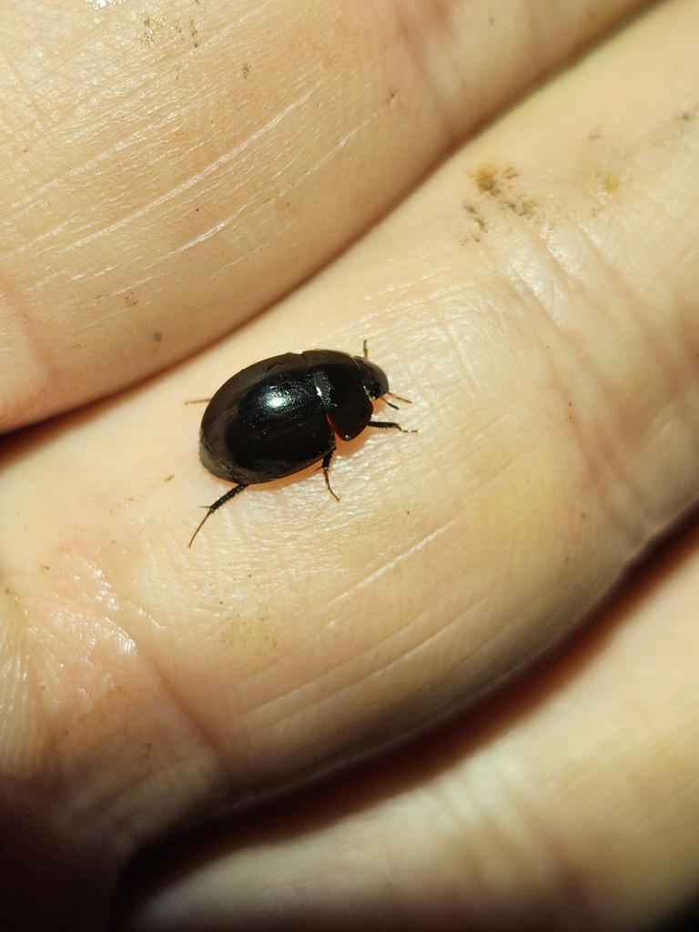Limnohydrobius melaenus in August 2024 by Ripley Kindervater · iNaturalist