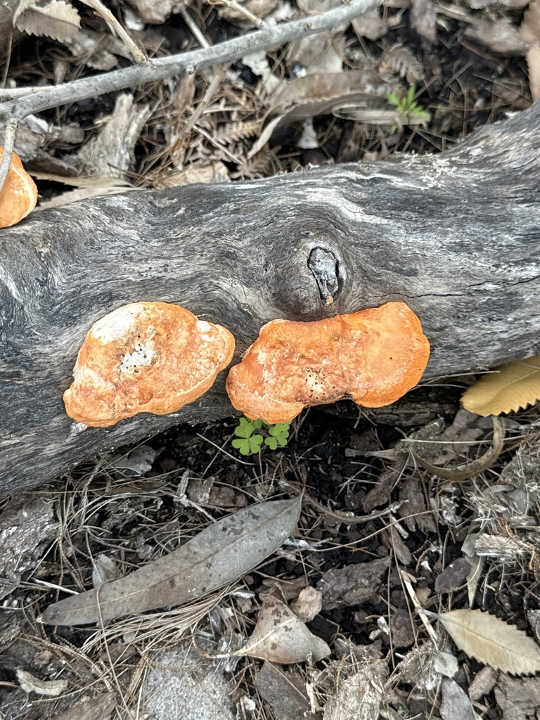 Trametes from Lakeshore Dr, Narrabeen, NSW, AU on August 21, 2024 at 02 ...