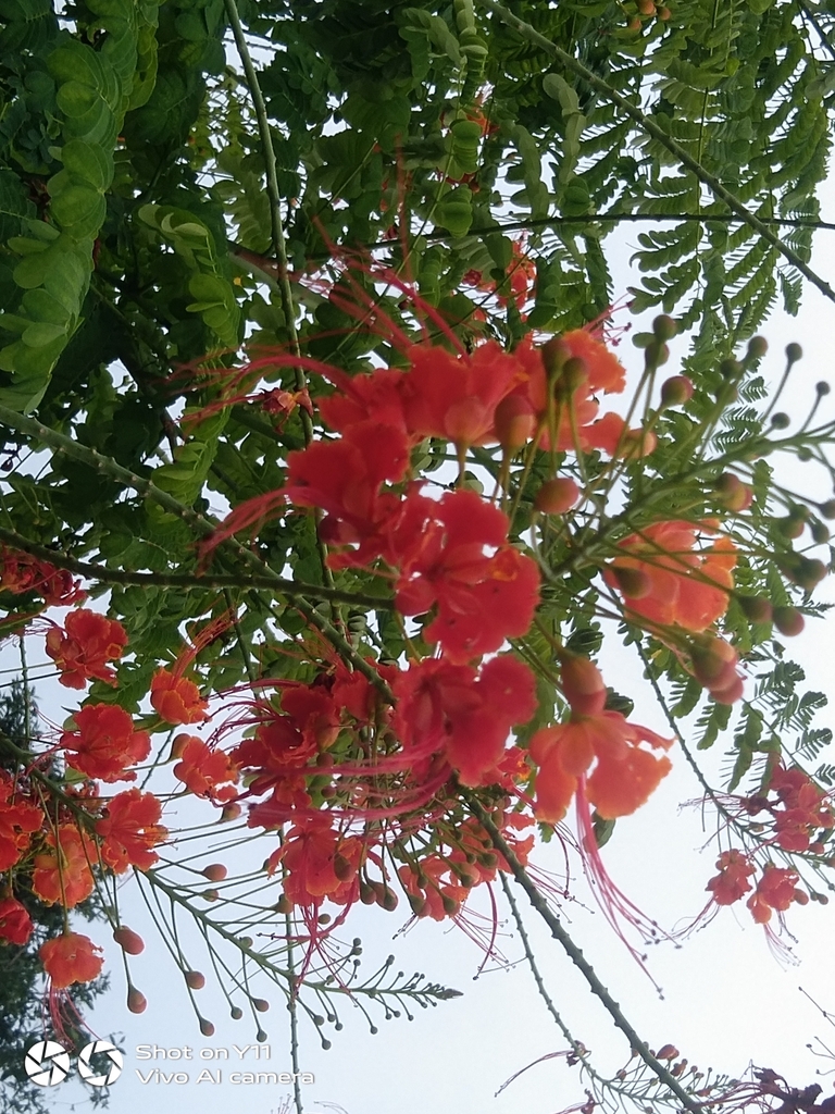 peacock flower from XQ7P+JW2, Sunkhari Kalan, Uttarakhand 262311, India ...