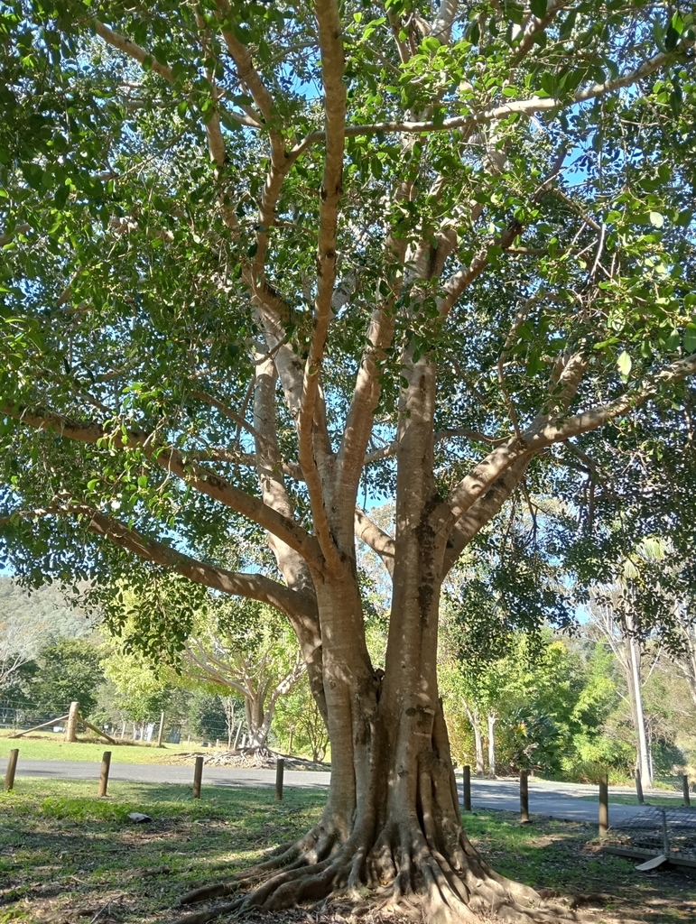 Port Jackson fig from Caboolture - Midwest, AU-QL, AU on August 17 ...