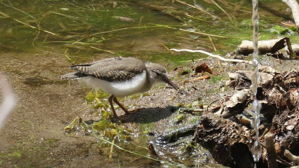 Spotted Sandpiper from Salt Lake County, UT, USA on August 20, 2024 at ...
