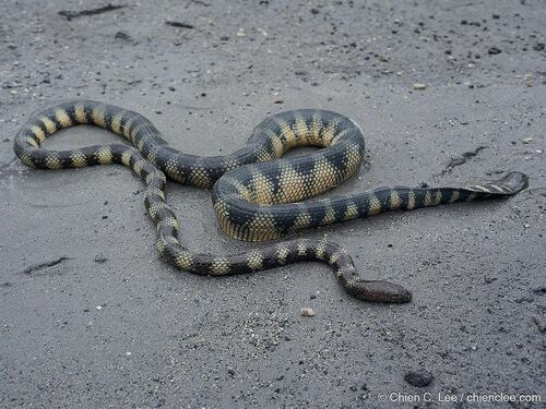 Kloss's Sea Snake (Hydrophis klossi) · iNaturalist