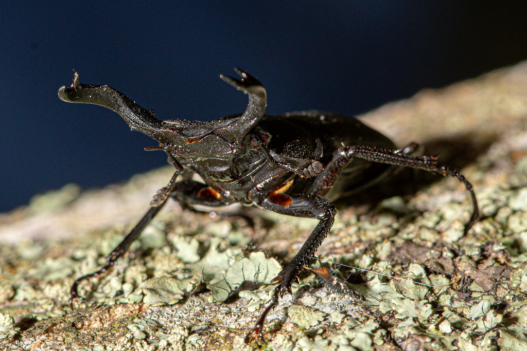 Rhaetulus crenatus from 仙洞步道 on August 1, 2024 at 07:04 PM by 張宏銘 ...