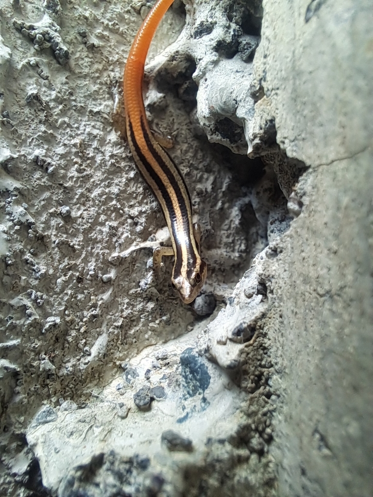 Lipinia from 3GJR+746, Talomo, Davao City, Davao del Sur, Philippines ...