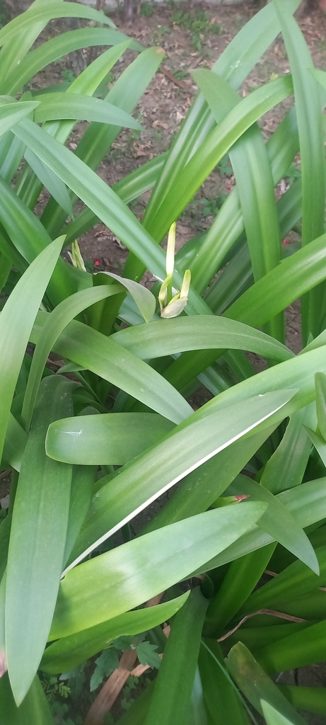 van Balen's aloe from MGVX+9F9 Amaltas Puram, Dani Tola, Dhamtari ...